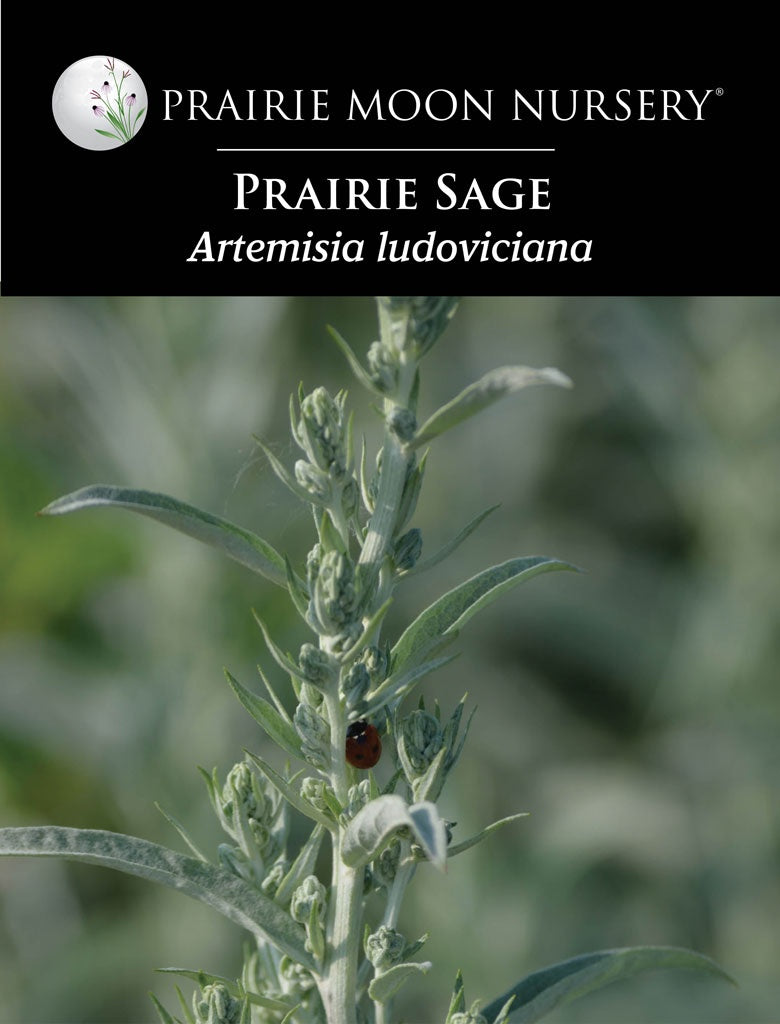 Prairie Sage (Artemisia ludoviciana) Seeds - Prairie Moon Nursery (L2L ...