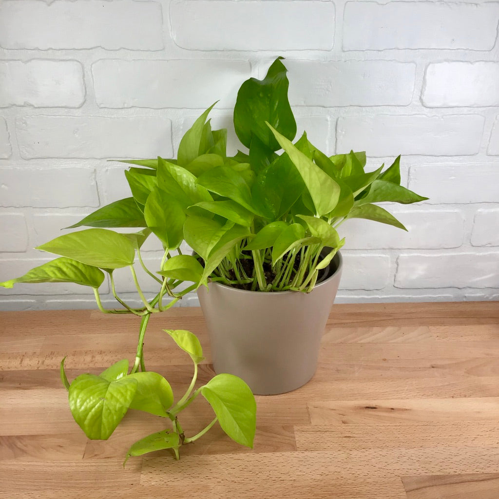 Pothos 'Neon' - 6in - LB – Mother Earth Gardens
