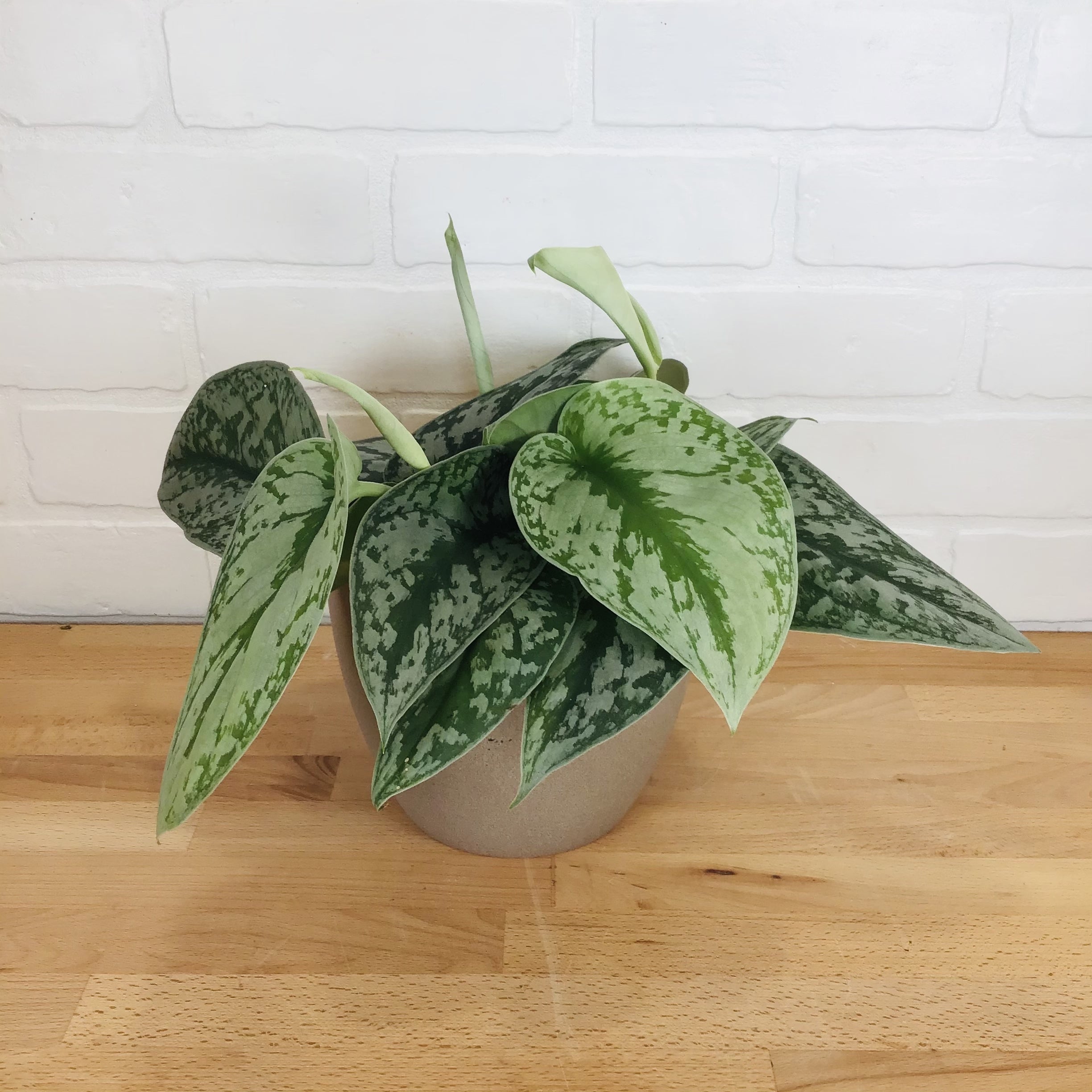 Scindapsus Pictus - 6in - LB – Mother Earth Gardens